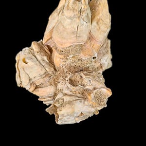 Tamiosoma Gregaria Fossil the Miocene Period Barnacle Cluster Barnacle ...