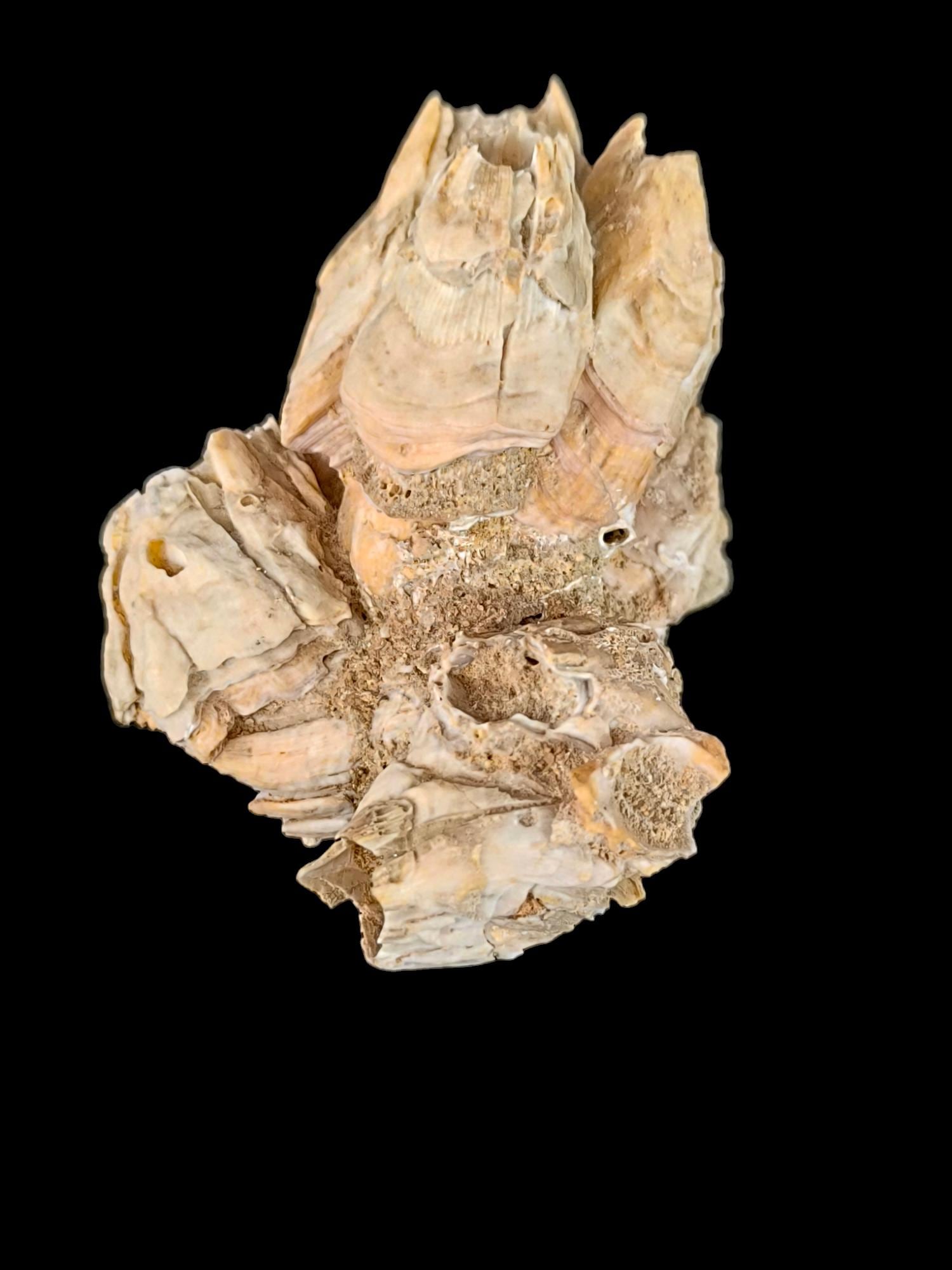 Tamiosoma Gregaria Fossil the Miocene Period Barnacle Cluster Barnacle ...