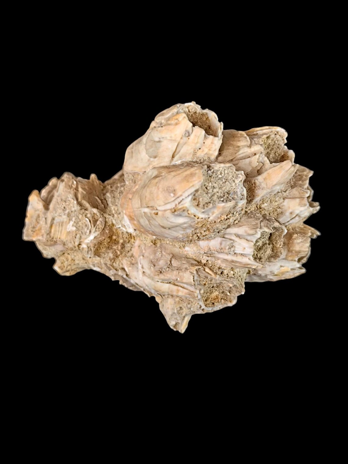 Tamiosoma Gregaria Fossil the Miocene Period Barnacle Cluster Barnacle ...