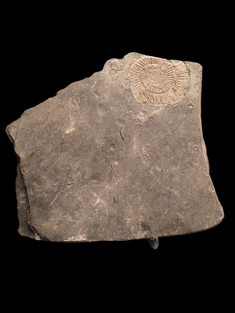 Ammonite Fossil Stone Slab Ammonite on Matrix - Etsy