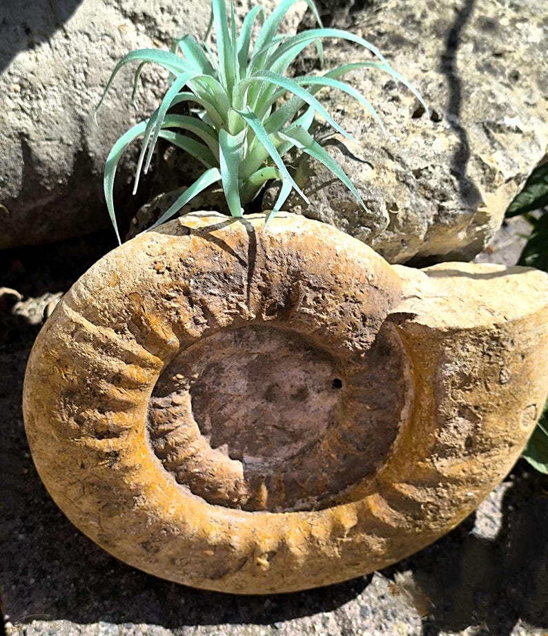 Giant 3.2kg Ammonite Fossil Large Ammonite Stephanoceras - Etsy