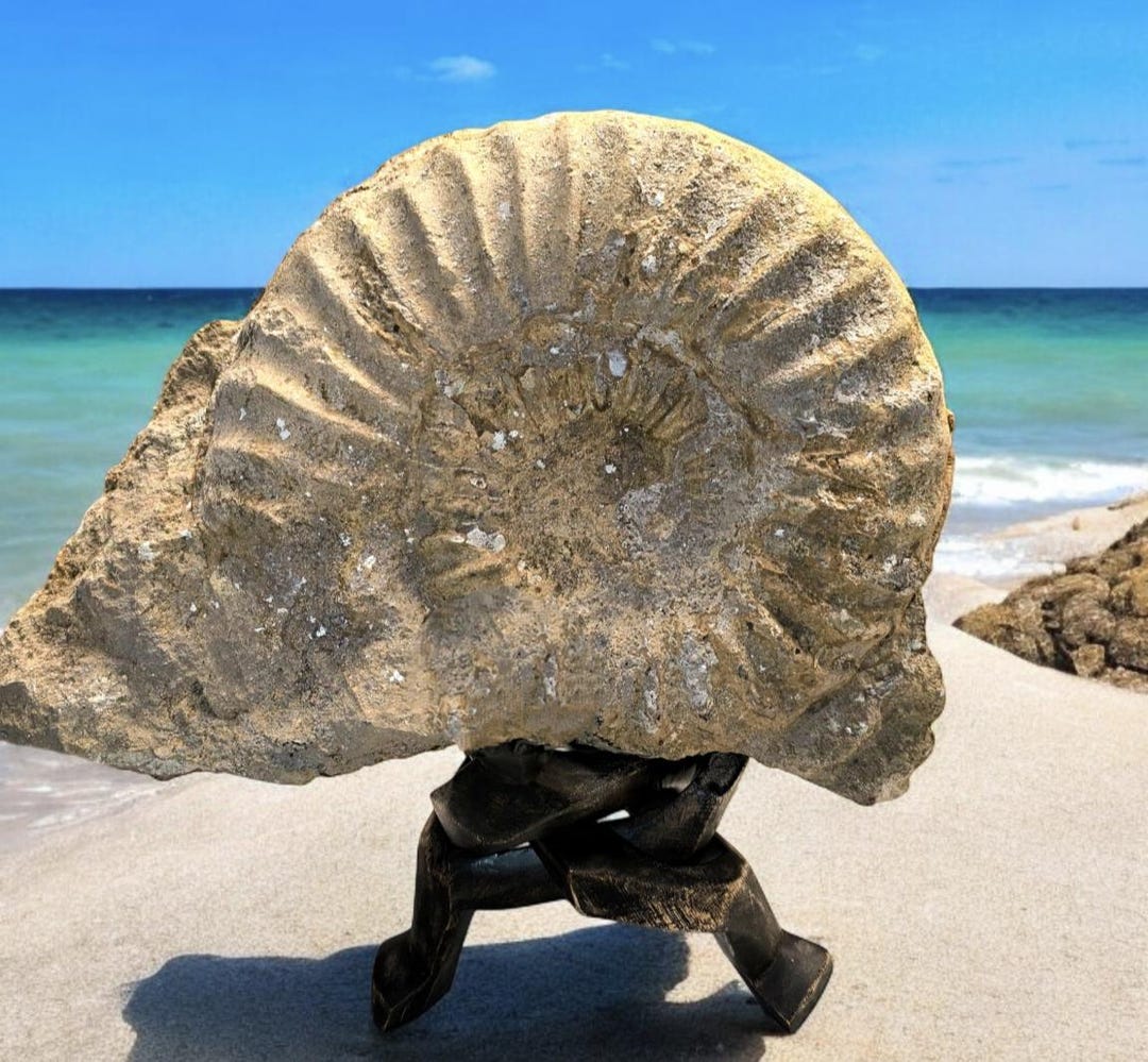 Giant Ammonite Fossil Large 6.3kg Ammonite Stephanoceras - Etsy