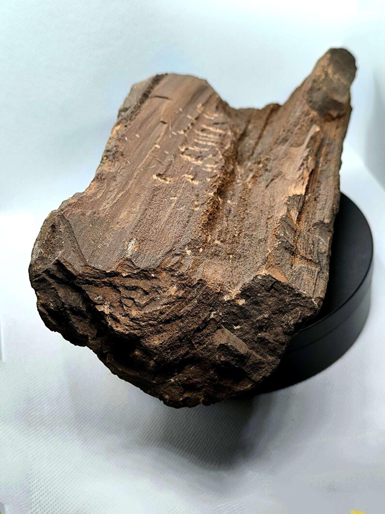 1.7 Kg Giant Sequoia With Quartz Crystals. Petrified Wood Fairywood ...