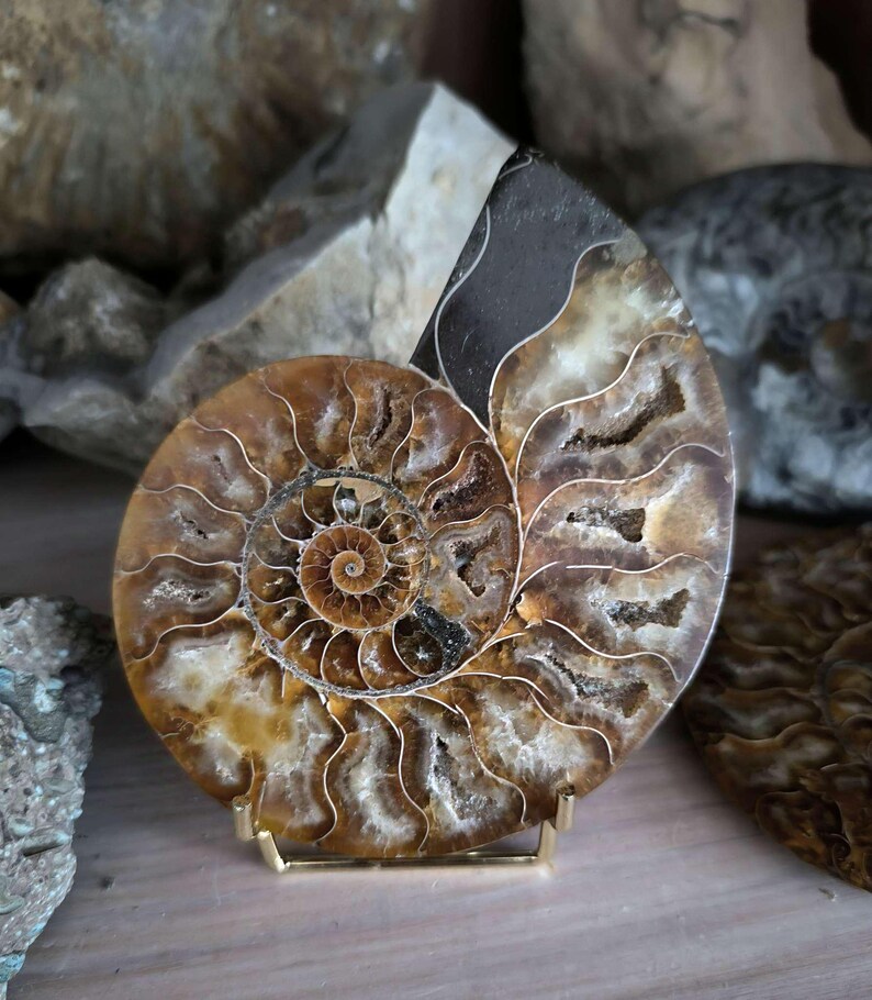 Fossil Ammonite Ammonite Cleoniceras - Etsy