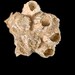Tamiosoma Gregaria Fossil the Miocene Period Barnacle Cluster Barnacle ...