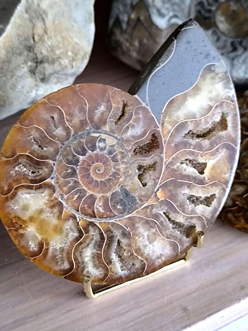Fossil Ammonite Ammonite Cleoniceras - Etsy
