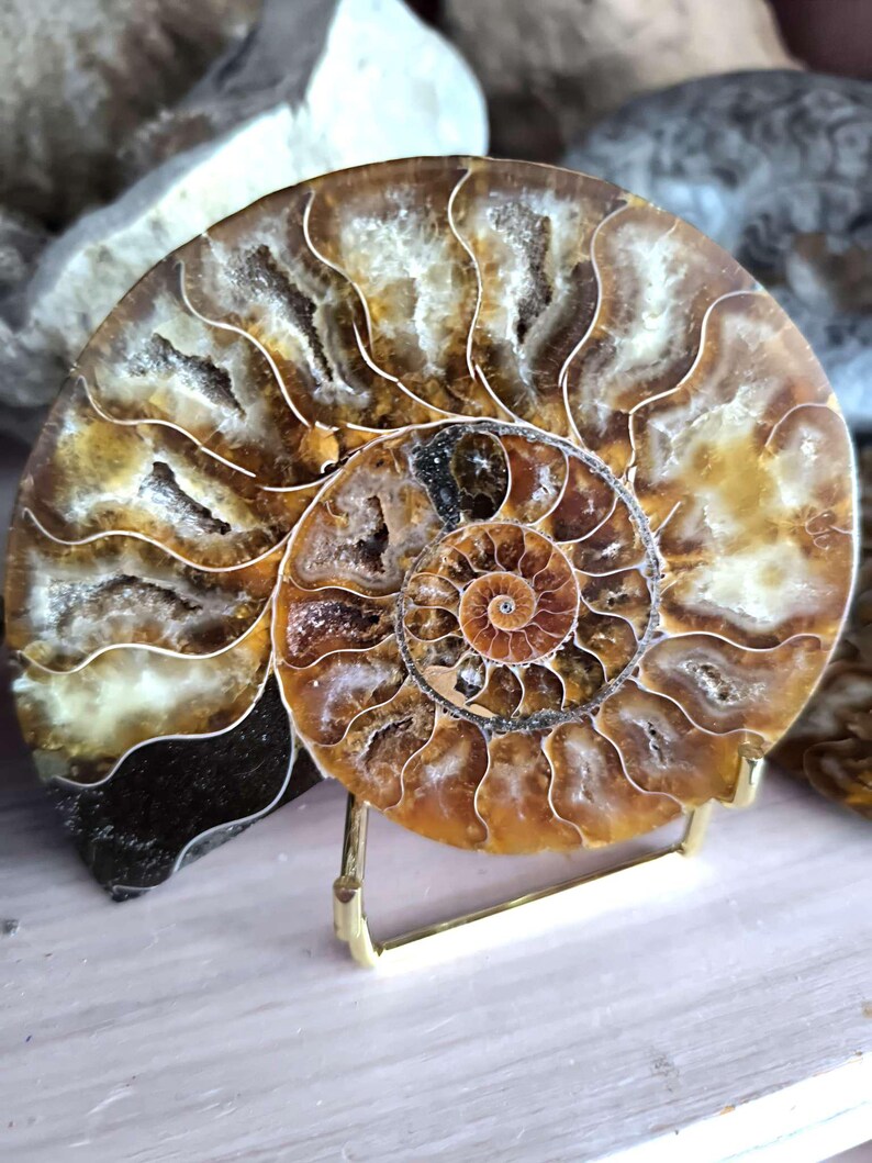 Fossil Ammonite Ammonite Cleoniceras - Etsy