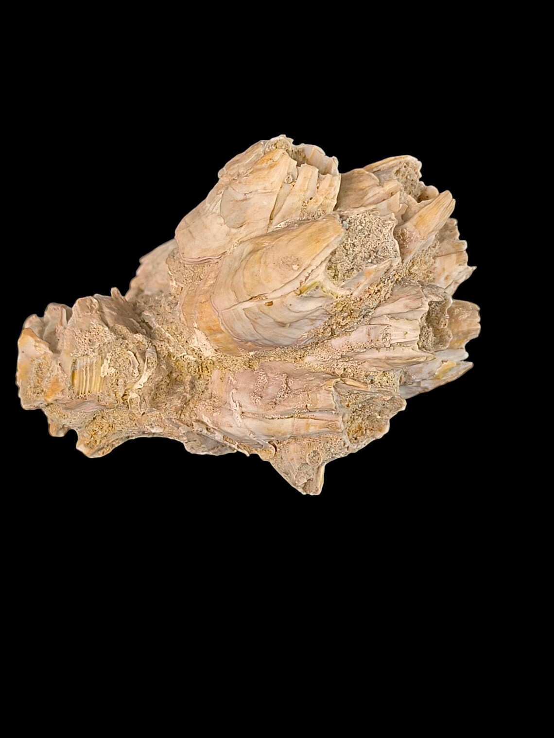 Tamiosoma Gregaria Fossil the Miocene Period Barnacle Cluster Barnacle ...