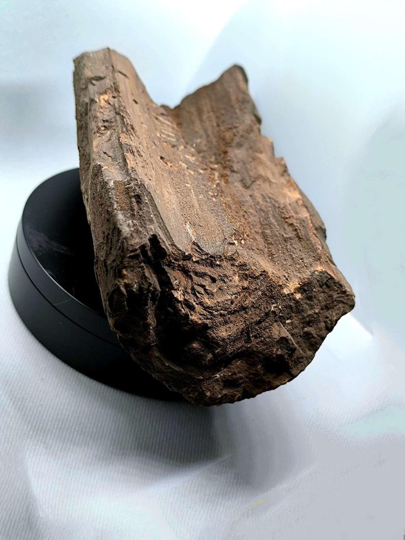 1.7 Kg Giant Sequoia With Quartz Crystals. Petrified Wood Fairywood ...