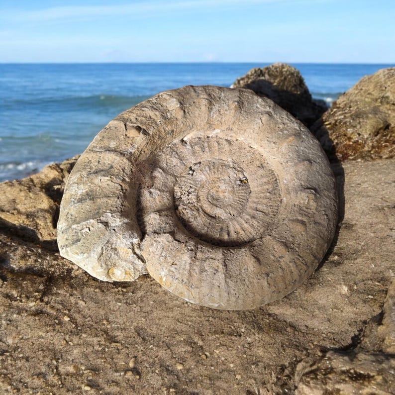 Giant Natural Ammonite Fossil Large 4.8kg Ammonite Stephanoceras - Etsy