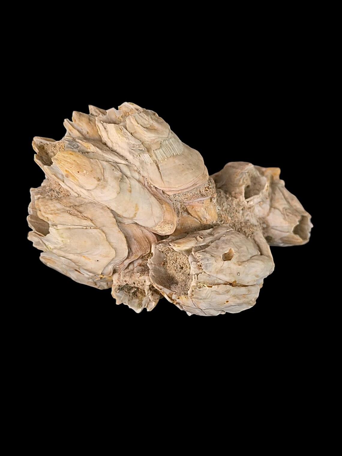 Tamiosoma Gregaria Fossil the Miocene Period Barnacle Cluster Barnacle ...