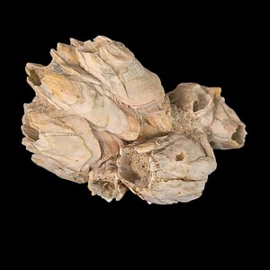 Tamiosoma Gregaria Fossil the Miocene Period Barnacle Cluster Barnacle ...