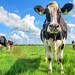 Grazing Cattle Digital Backdrop Farm Animals Background Rolling Hills ...