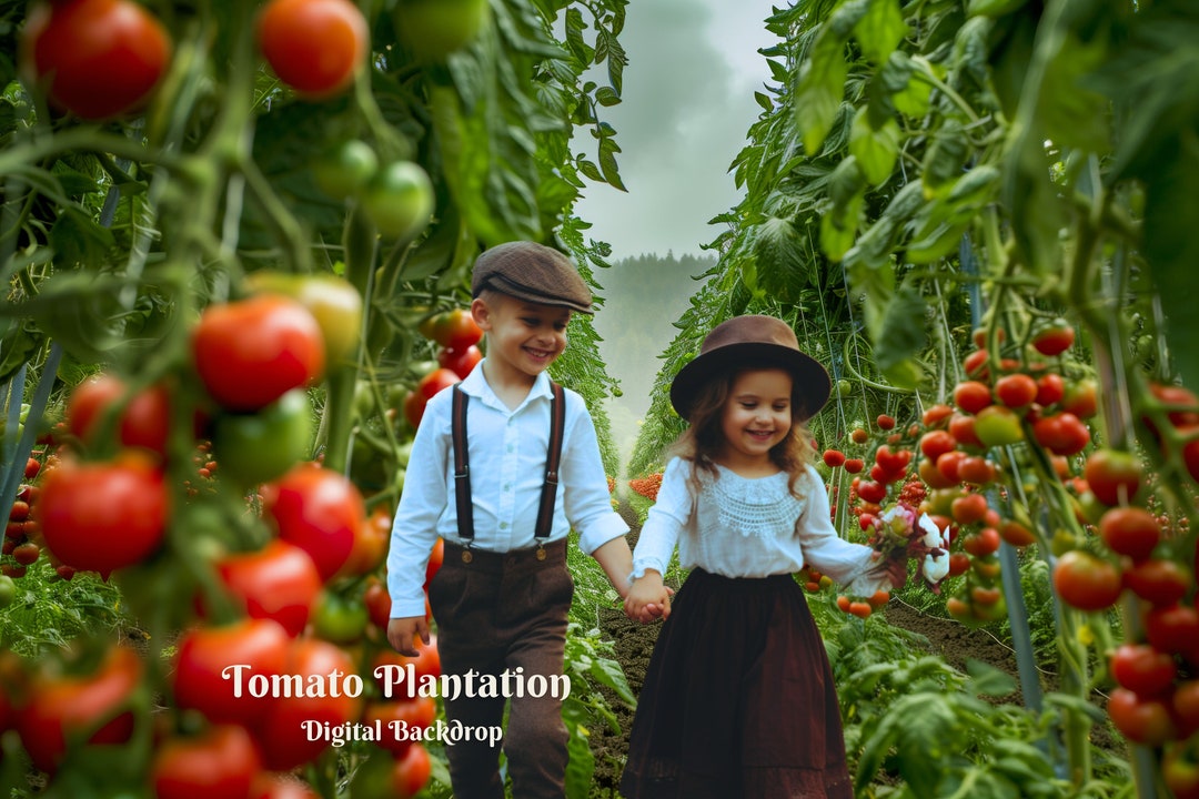 Tomato Plantation Digital Backdrop Tomato Farm Digital Background for ...