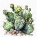 Watercolor Cactus Clipart in PNG Format for Commercial Use - Etsy