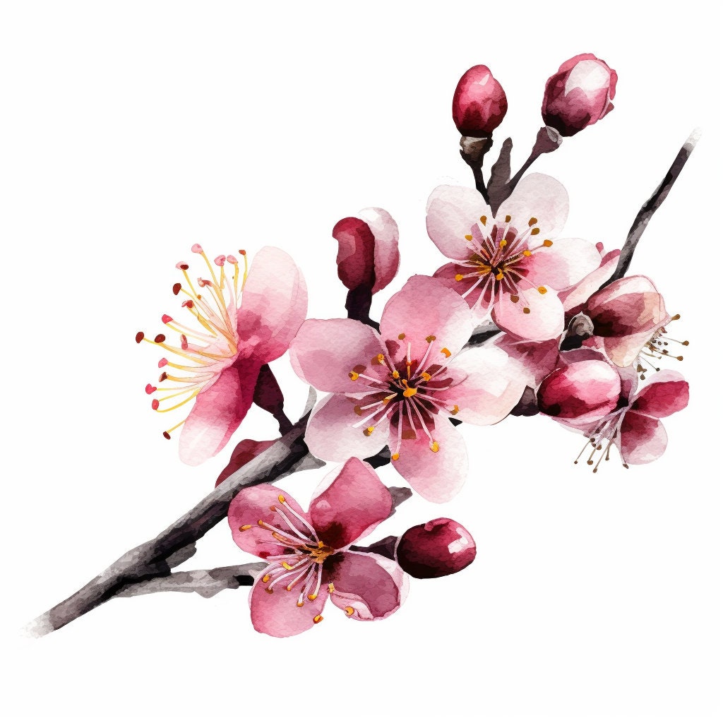 Cherry Blossom Clipart-cherry Blossom PNG, Pink Cherry Blossom ...