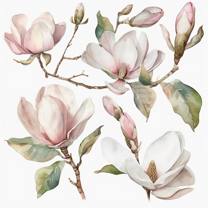 Watercolor Magnolia Clipart - Floral Graphics in PNG Format Instant ...