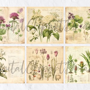Botanical Herbs Paper Pack, Vintage Digital Paper, Antique Paper ...