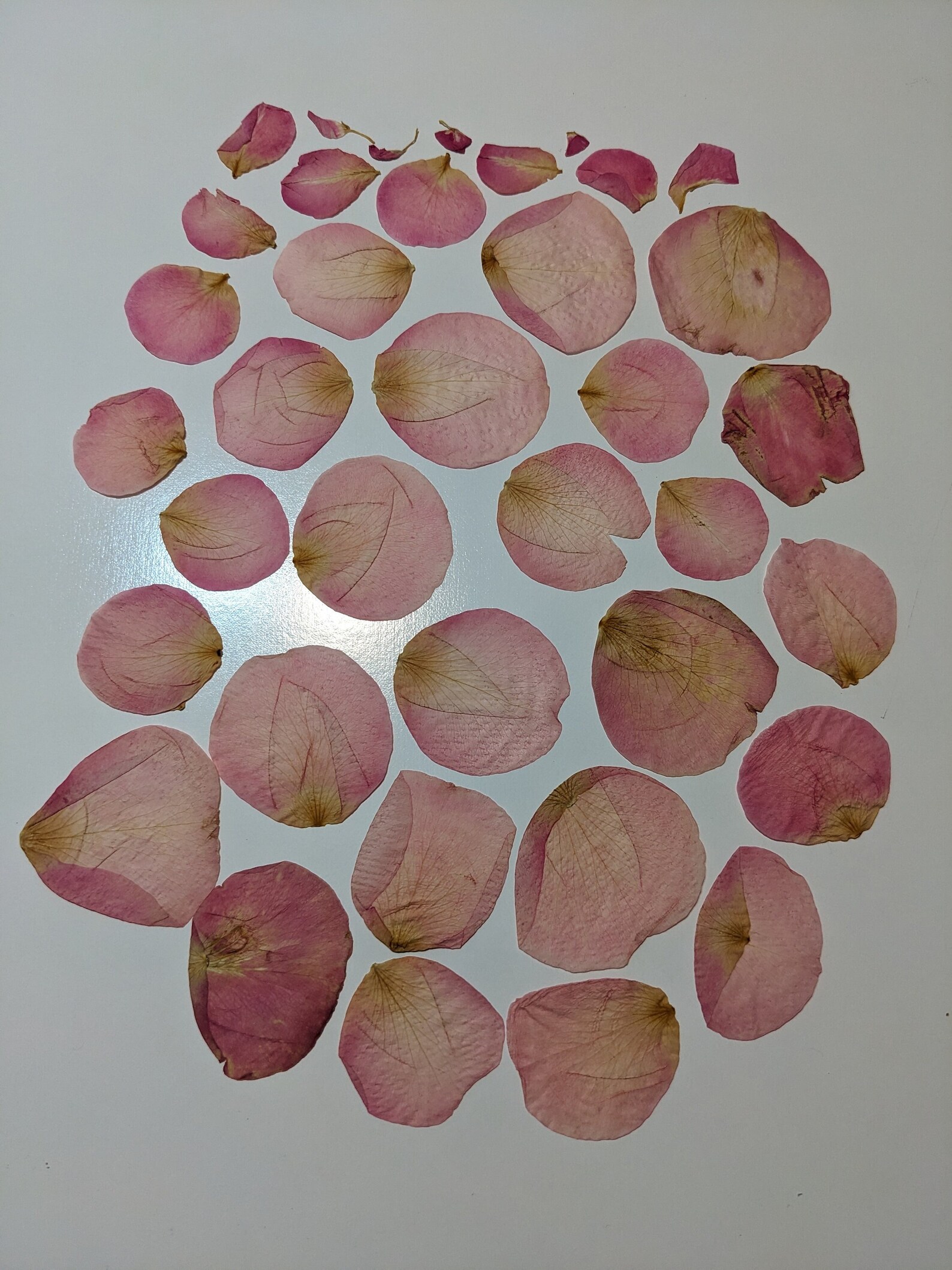 Red & Pink Pressed Rose Petals, Pressed Flowers, Pressed Petals, Red ...