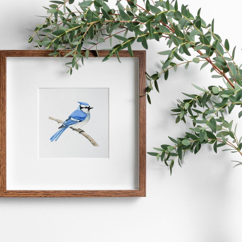 Blue Jay Print - Etsy