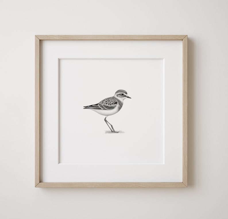 Piping Plover Sketch Print, Sandpiper Beach Art, Birdwatcher Gift ...