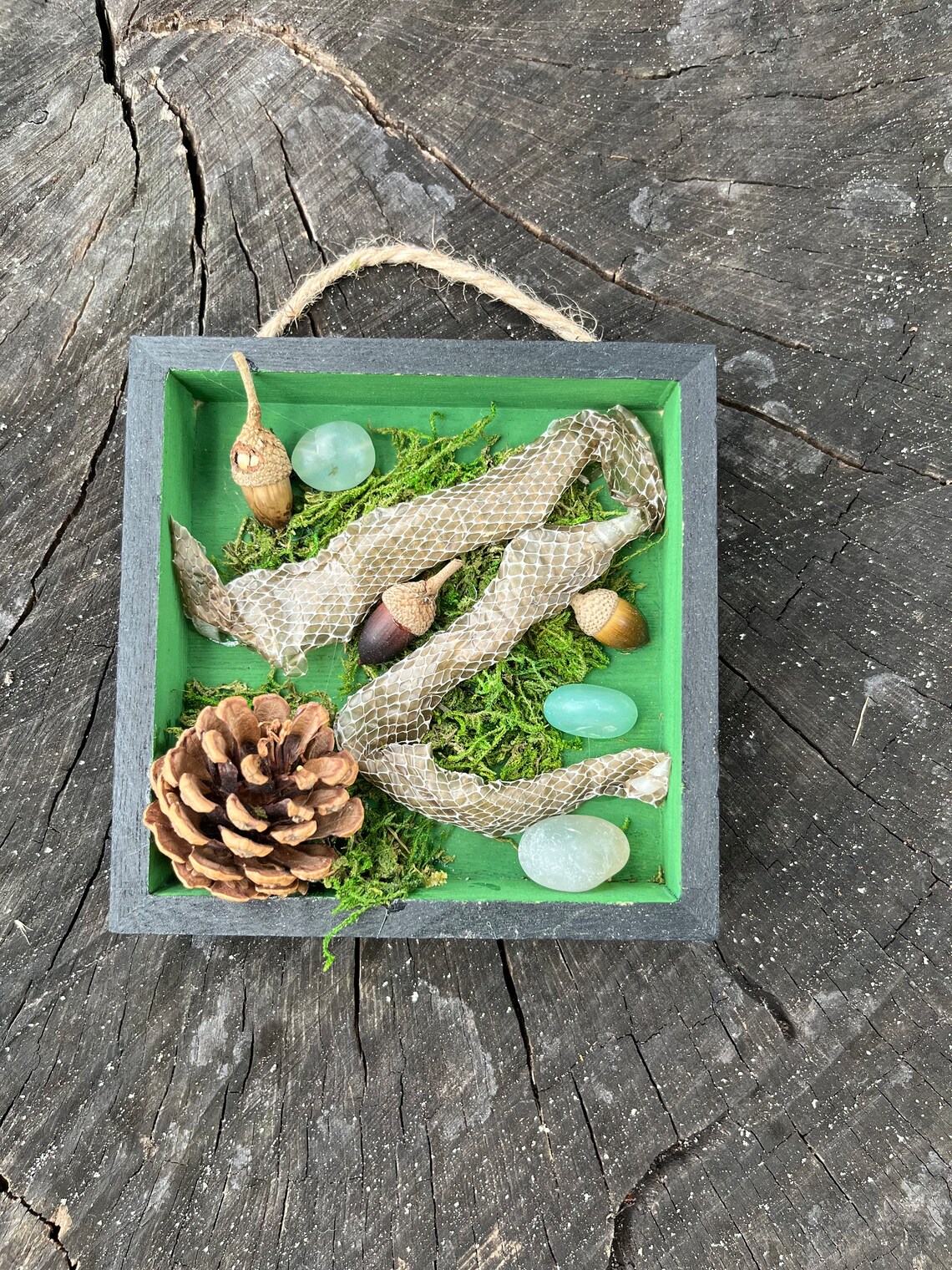 Shedded Snake Skin - Etsy
