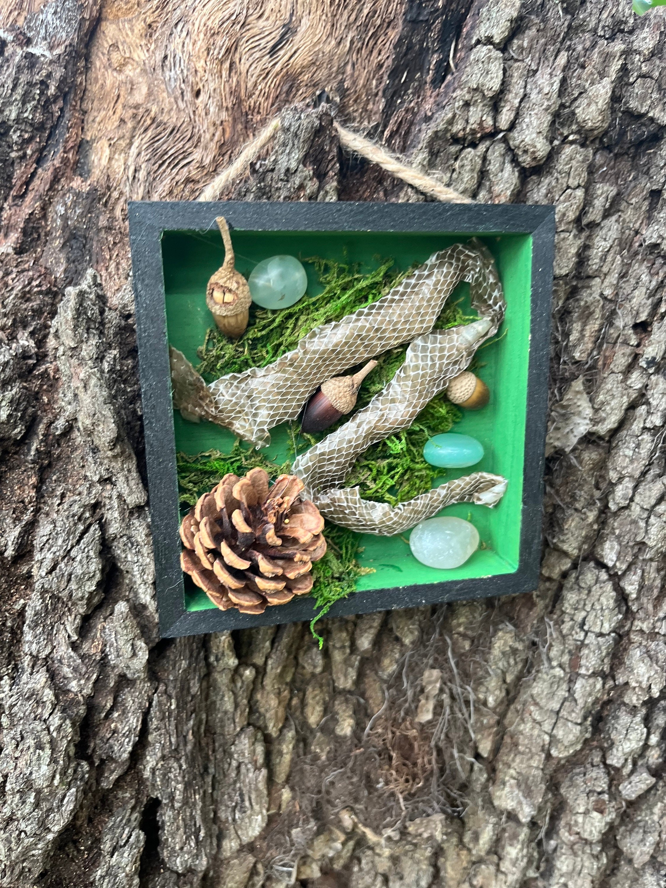 Shedded Snake Skin - Etsy