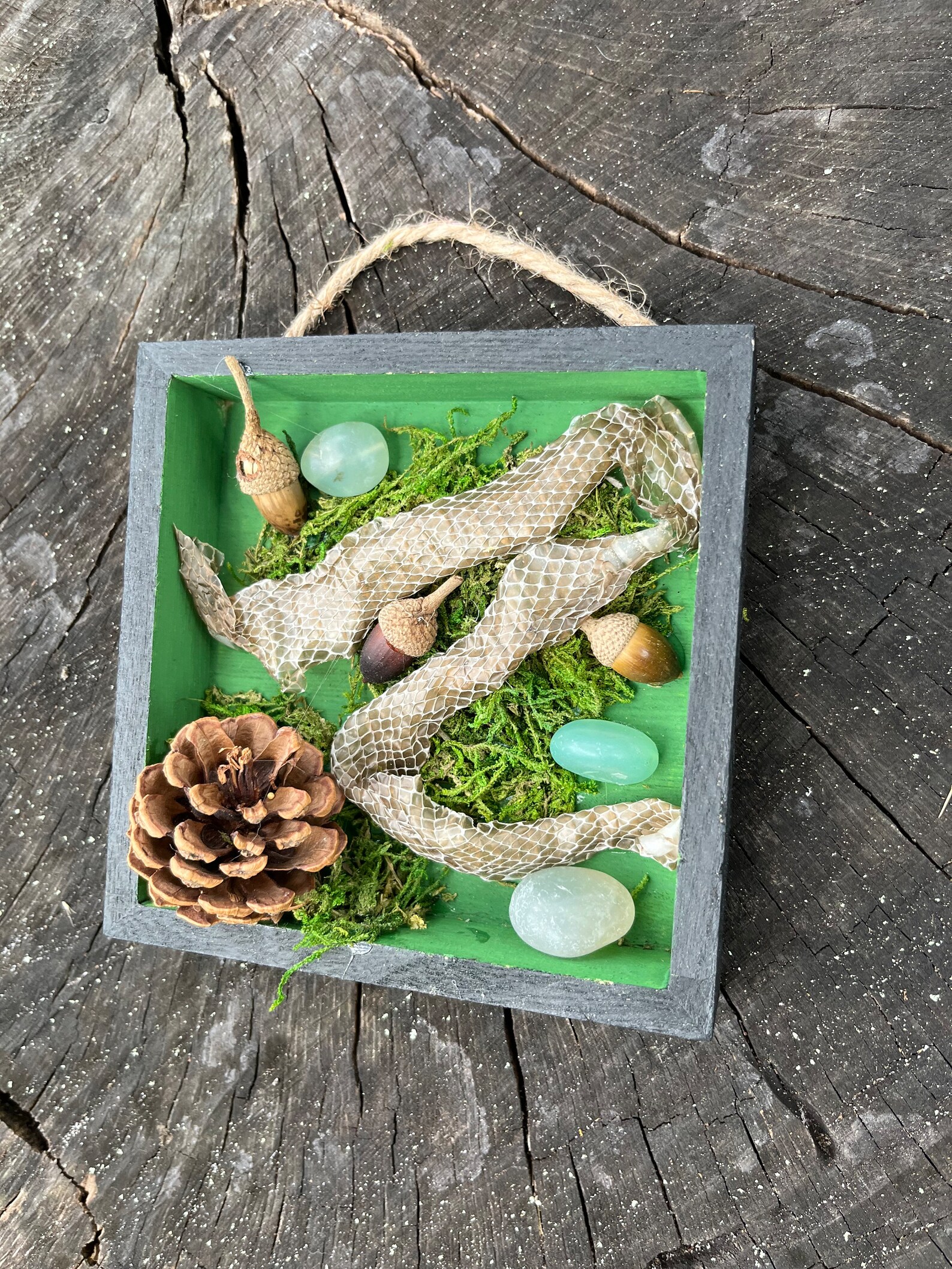 Shedded Snake Skin - Etsy
