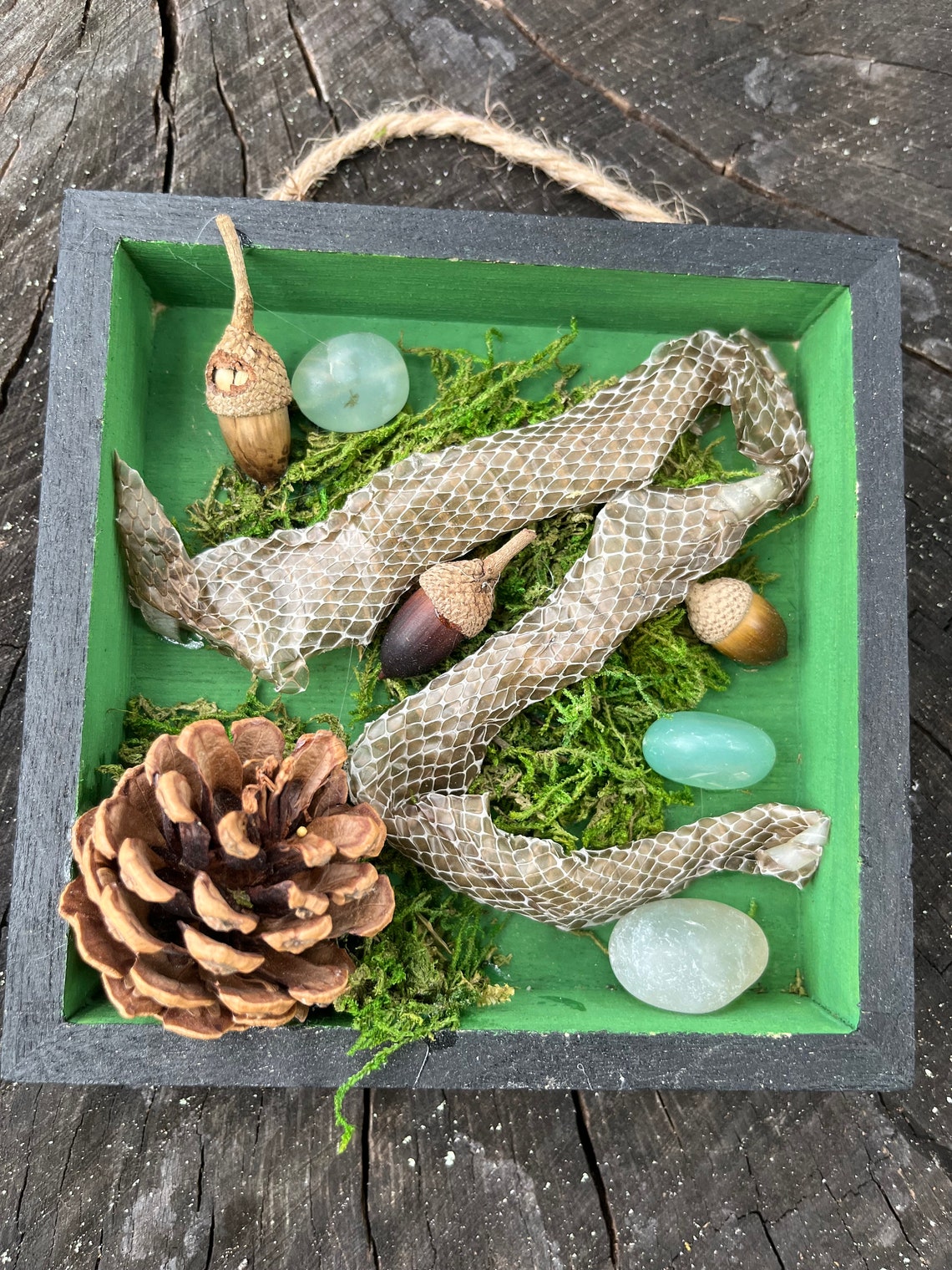 Shedded Snake Skin - Etsy