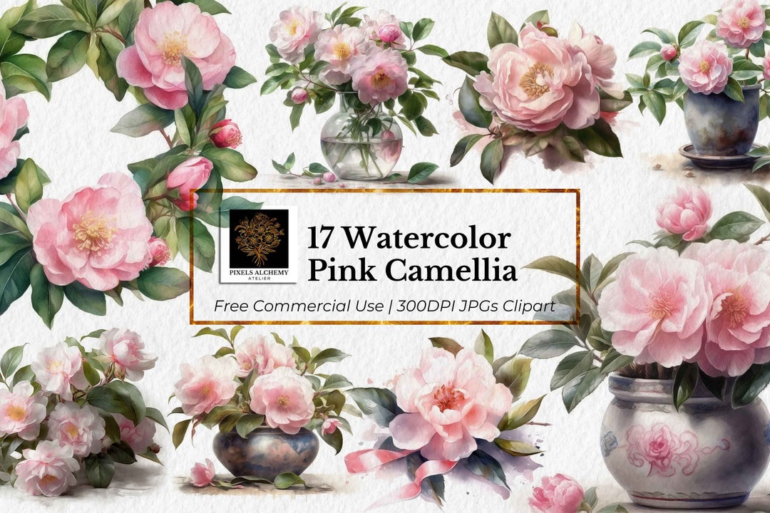 17 Pink Camellia Bundle Jpgs, Watercolor Clipart, on White Background ...