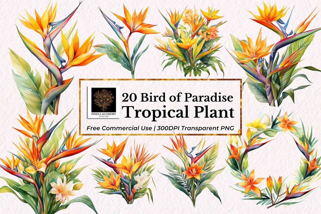 20 Bird of Paradise Watercolor Clipart Set, Pngs, FREE Commercial Use ...