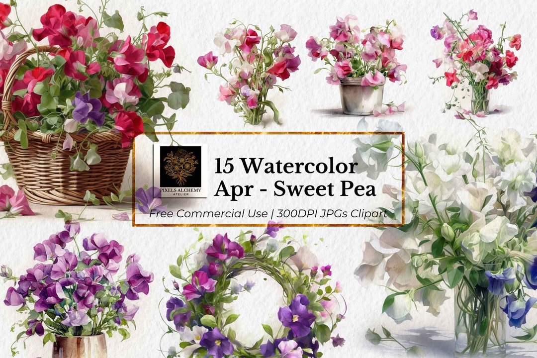 15 April-sweet Pea Birth Flower Jpgs + Pngs, Watercolor Clipart, White ...