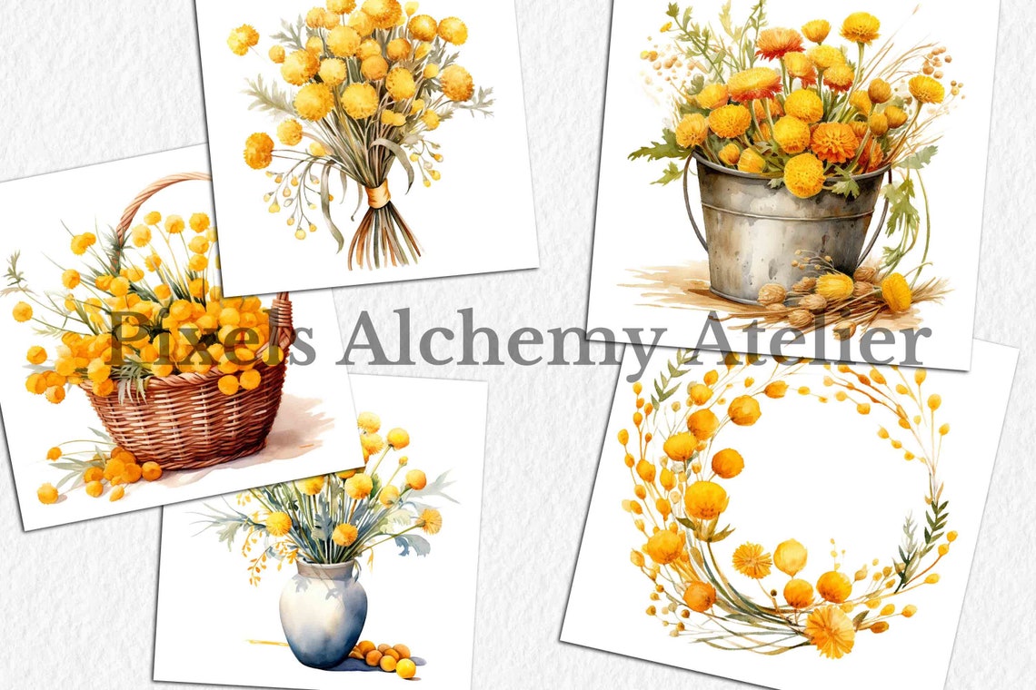 21 Billy Buttons Craspedia Watercolor Clipart, PNG, FREE Commercial Use ...