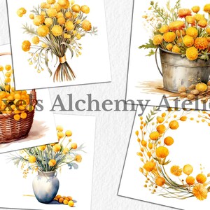 21 Billy Buttons Craspedia Watercolor Clipart, PNG, FREE Commercial Use ...