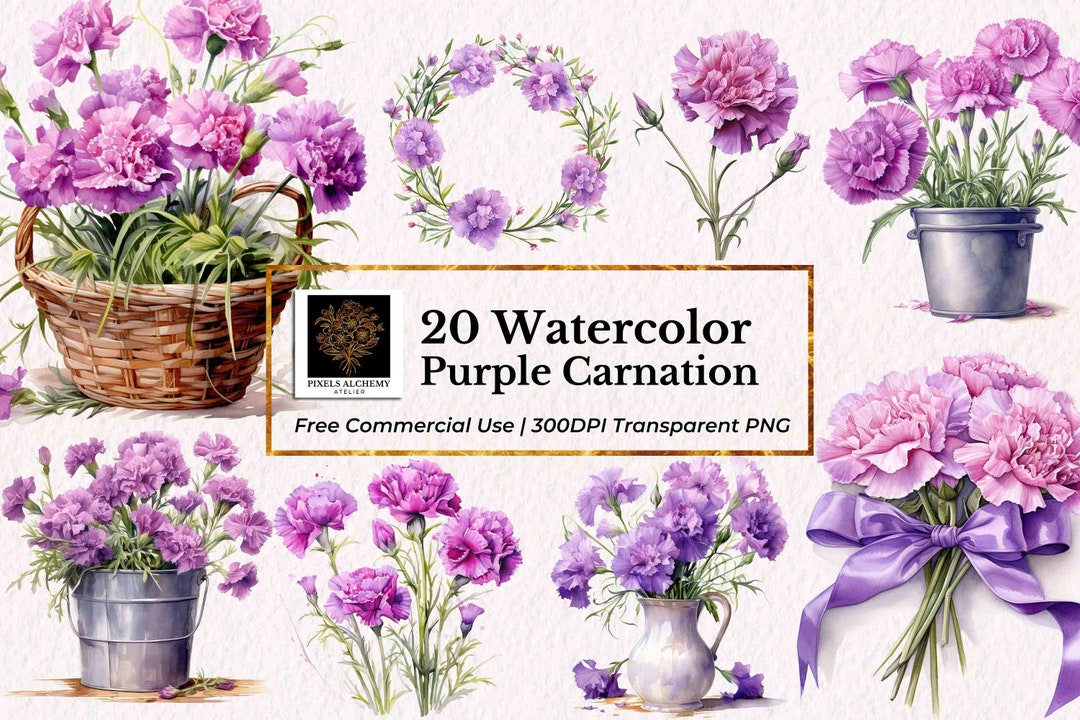 20 Purple Carnation Watercolor Clipart, Transparent PNG, FREE ...