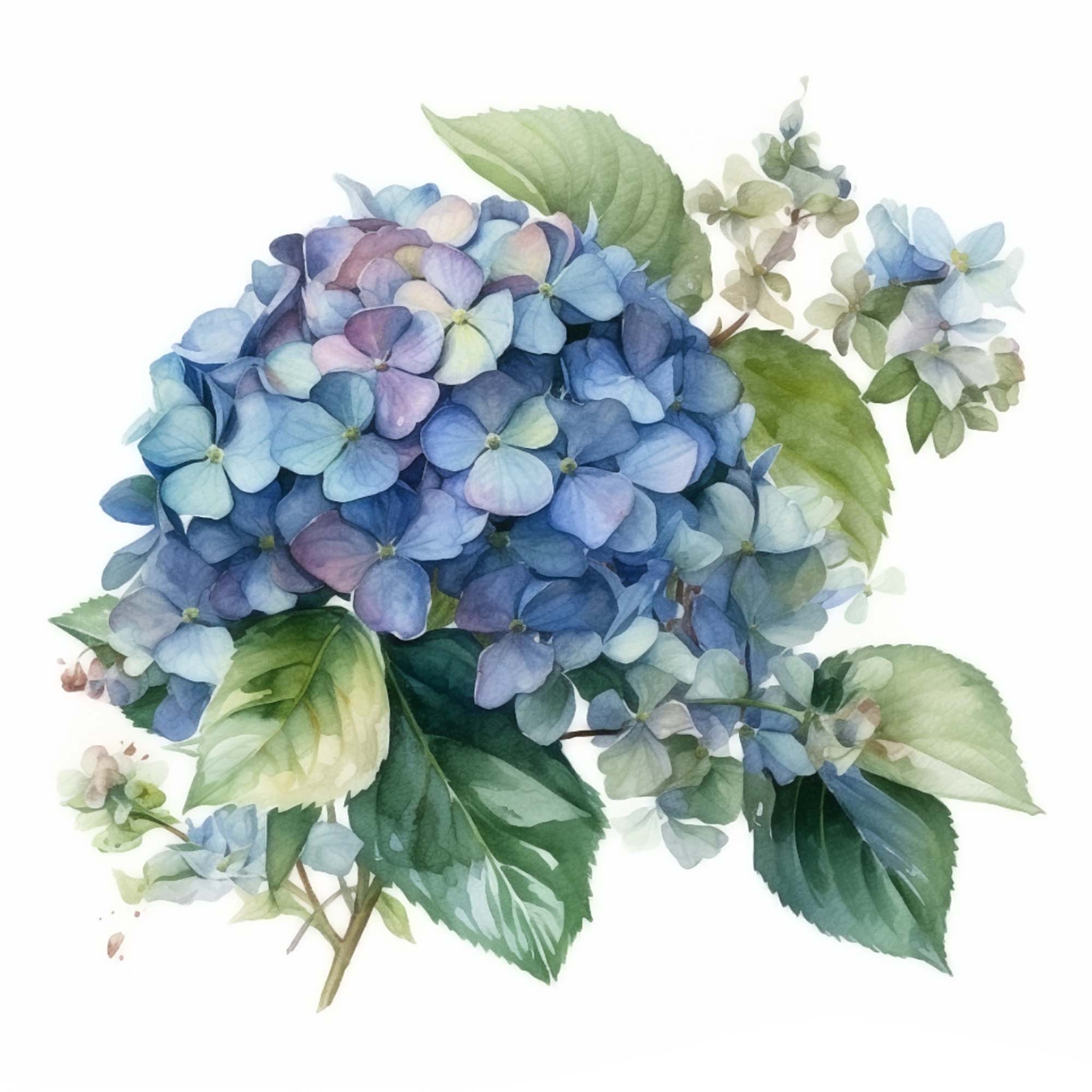 15 Blue Hydrangea Bundle Jpgs, Watercolor Clipart, on White Background ...