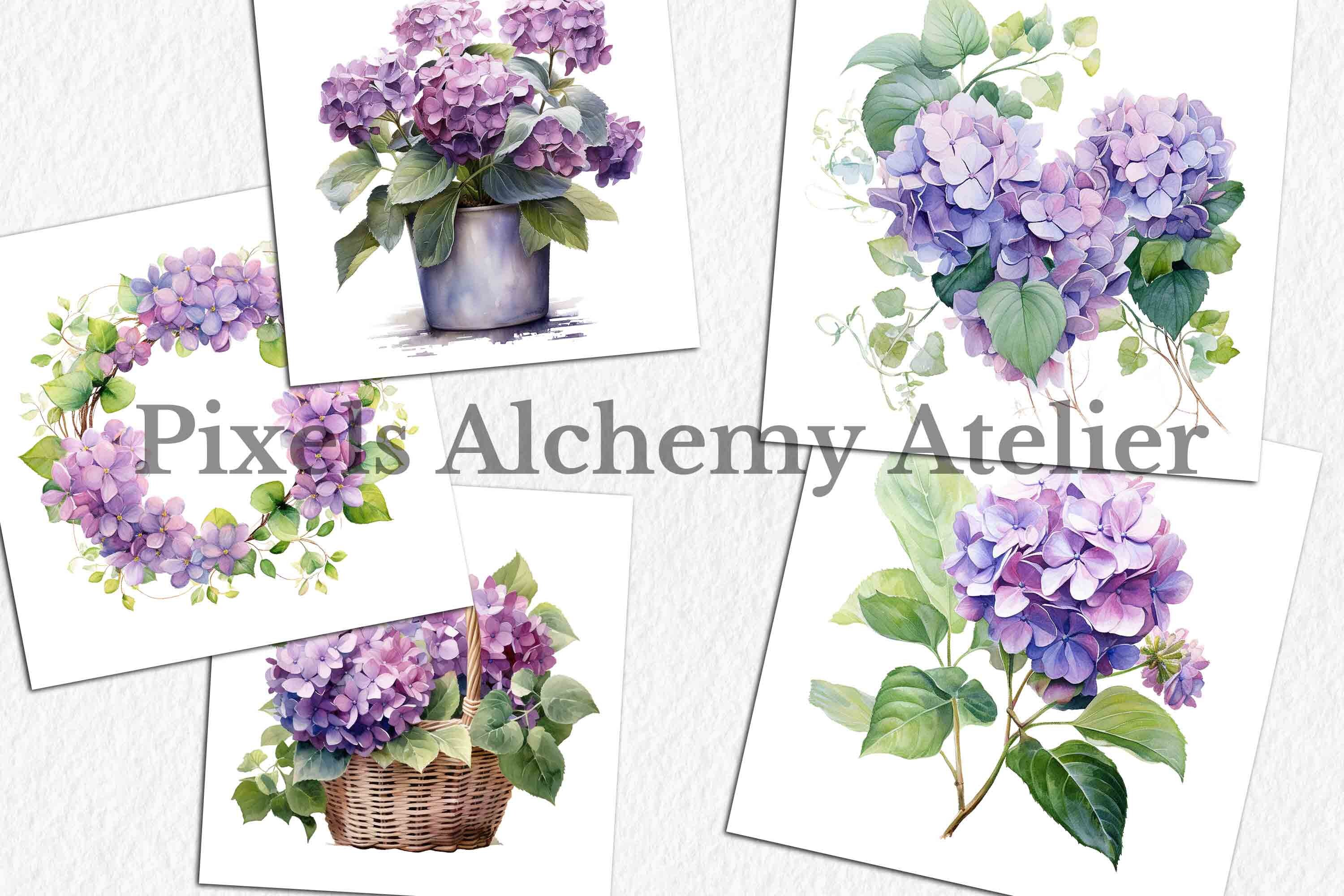 20 Purple Hydrangea Watercolor Clipart, Transparent PNG, FREE ...