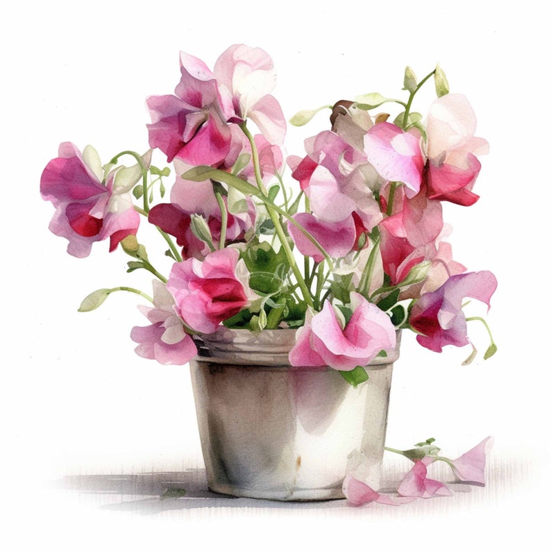 15 April-sweet Pea Birth Flower Jpgs + Pngs, Watercolor Clipart, White ...