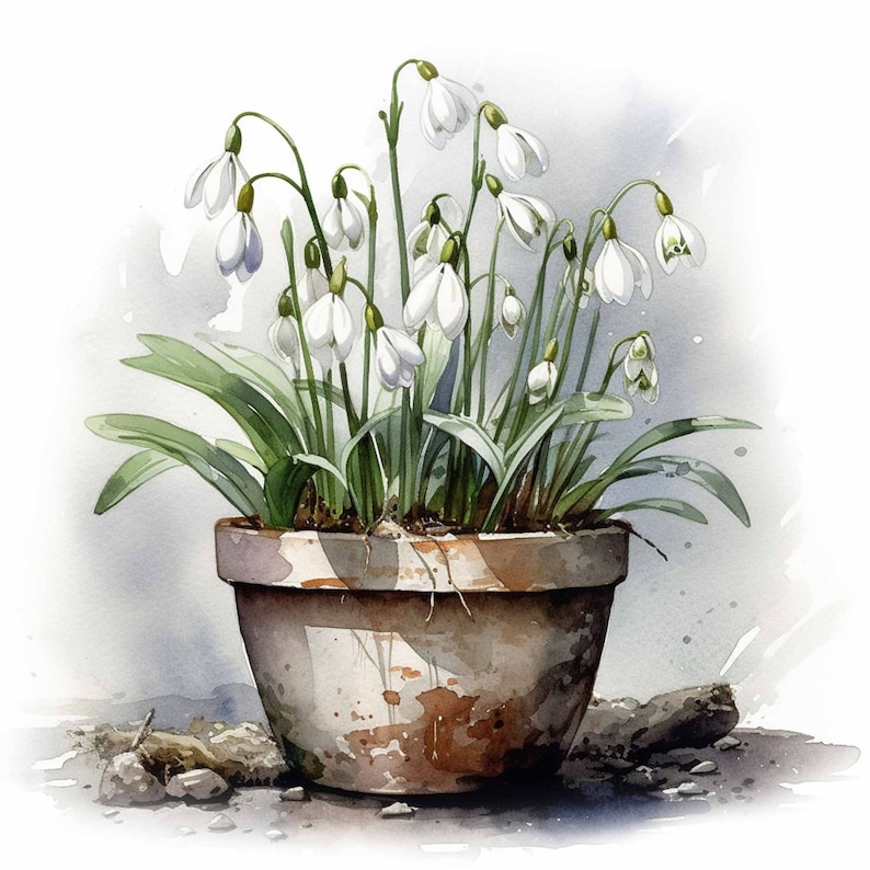15 January-snowdrop Birth Flower Watercolor Clipart, Jpgs and Bonus ...