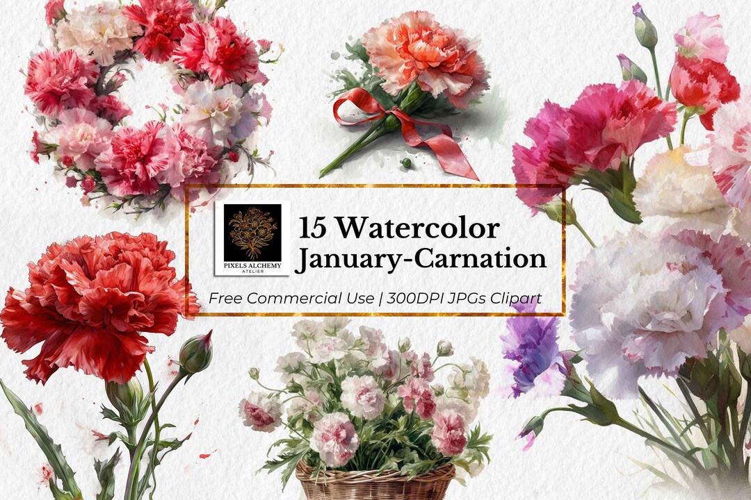 15 January - Carnation Birth Flower Jpgs, Watercolor Clipart, on White ...