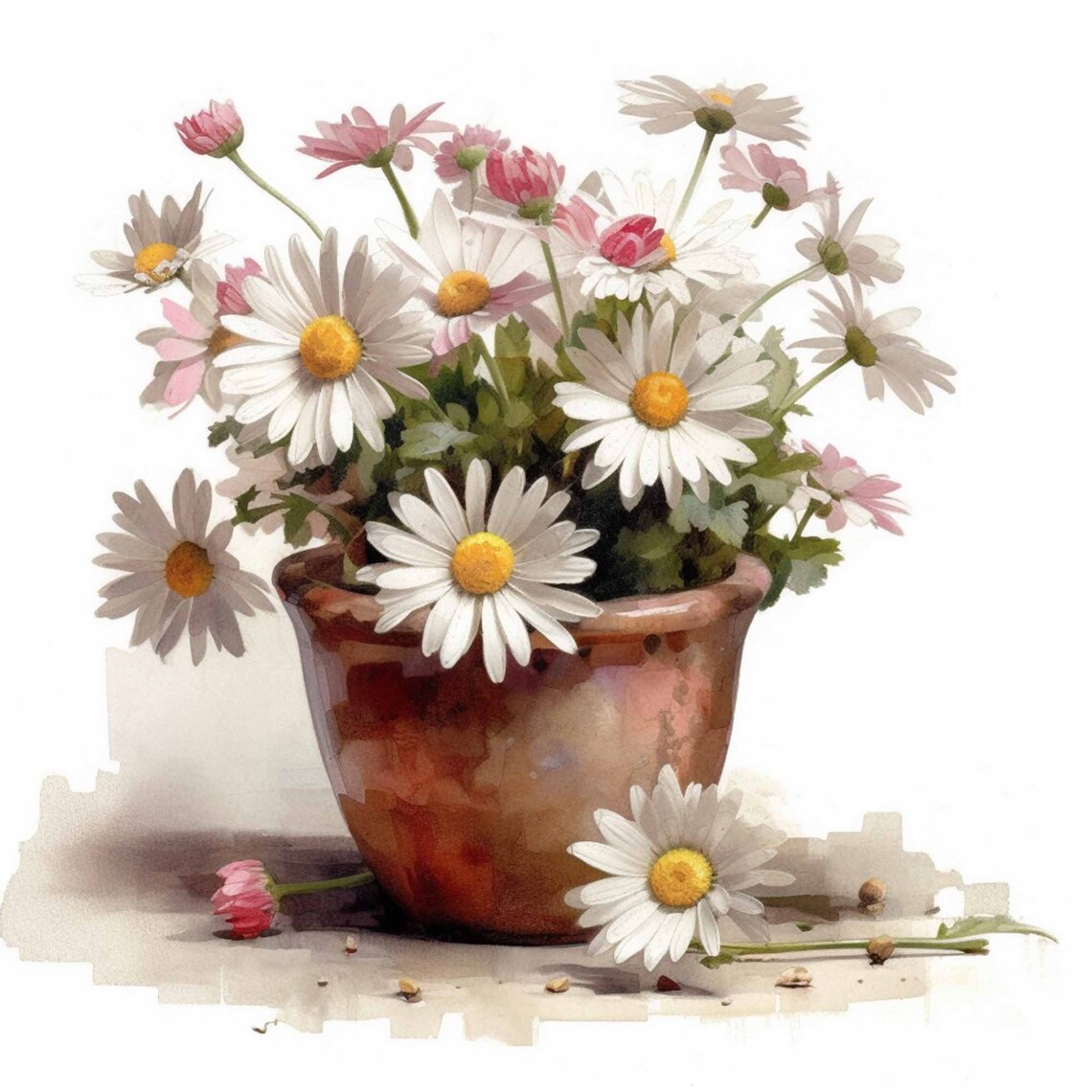 15 April Daisy Birth Flower Jpgs, Watercolor Clipart, on White ...