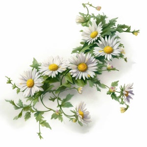 15 April - Daisy Birth Flower Jpgs, Watercolor Clipart, on White ...