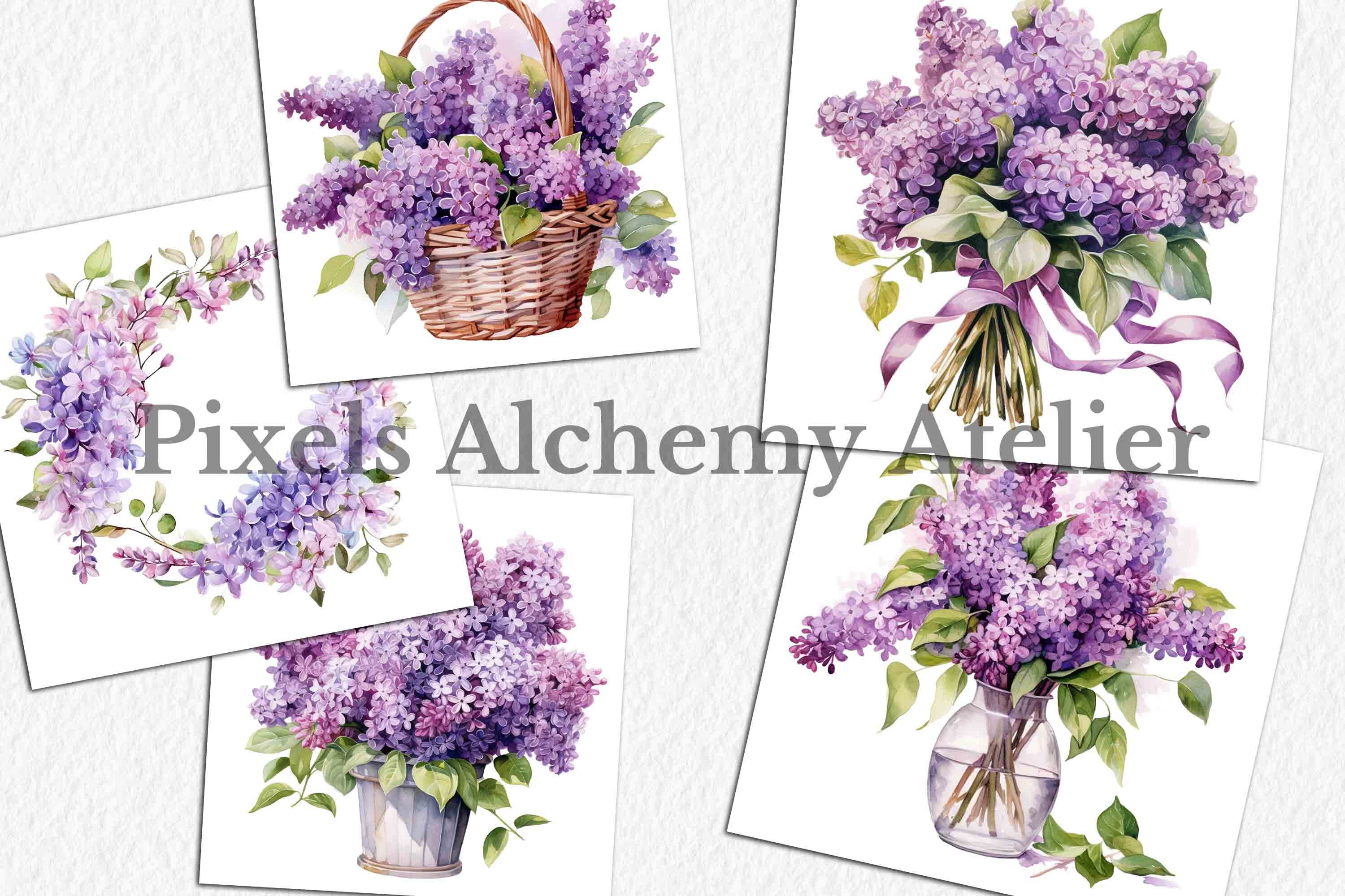 15 Lilac Bundle Watercolor Clipart Transparent PNG Free - Etsy