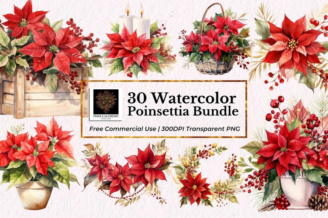 30 Poinsettia Bundle Watercolor Clipart, Transparent PNG, Christmas ...