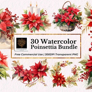 30 Poinsettia Bundle Watercolor Clipart, Transparent PNG, Christmas ...