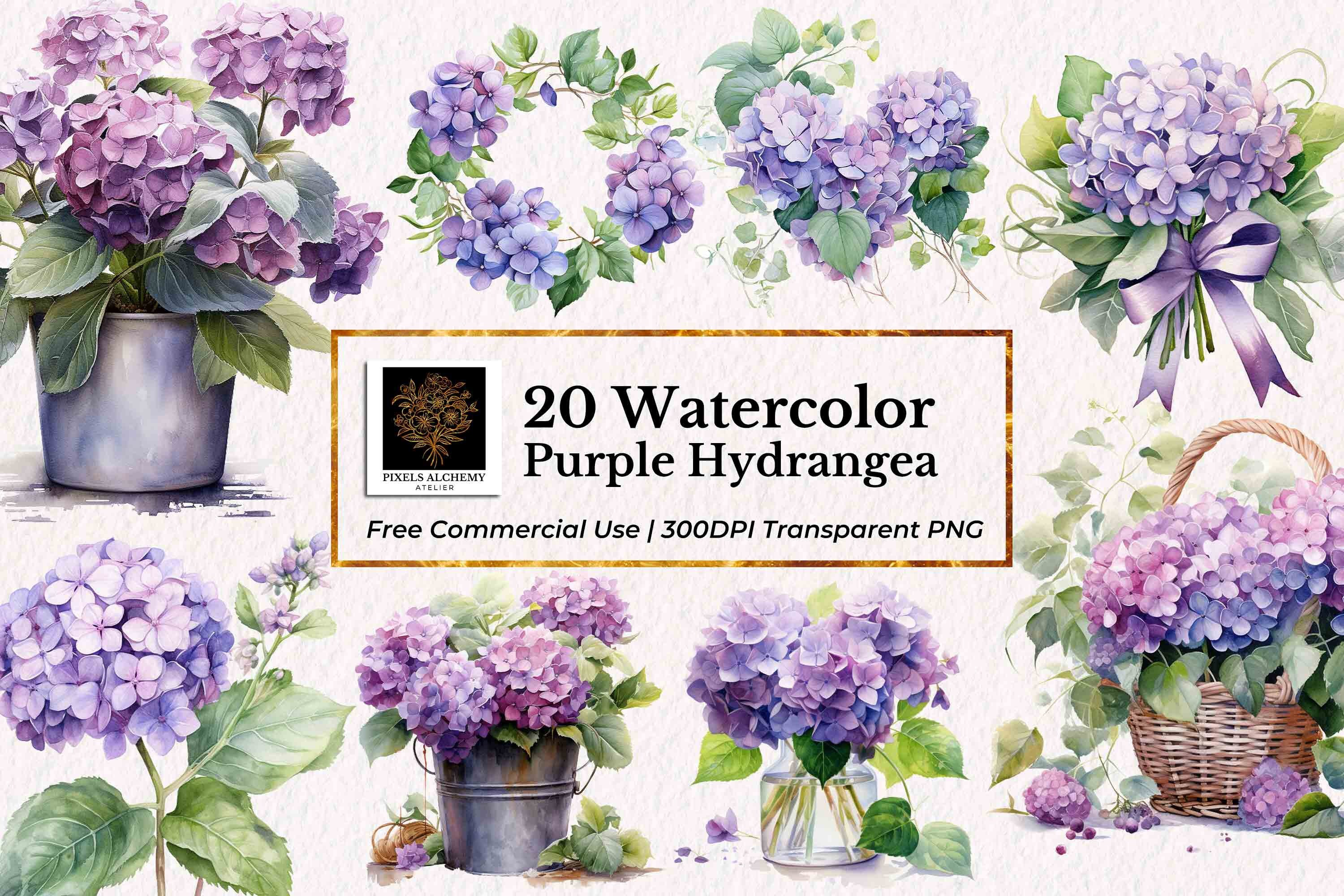 20 Purple Hydrangea Watercolor Clipart, Transparent PNG, FREE ...
