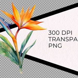 20 Bird of Paradise Watercolor Clipart Set, Pngs, FREE Commercial Use ...