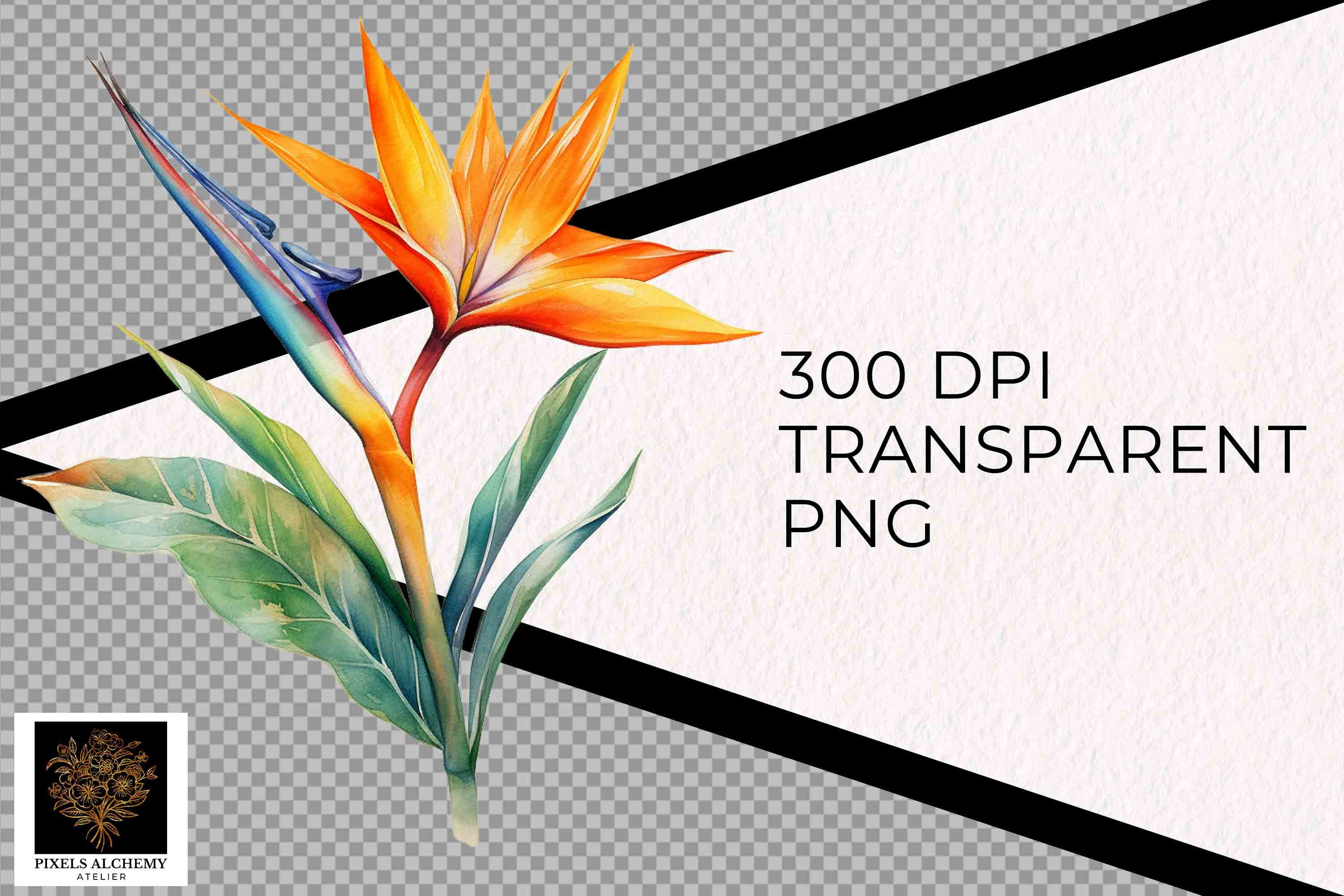 20 Bird of Paradise Watercolor Clipart Set Pngs FREE - Etsy