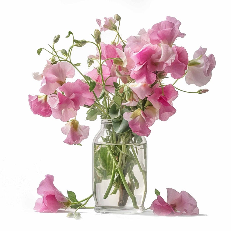 15 April-sweet Pea Birth Flower Jpgs, Watercolor Clipart, White ...