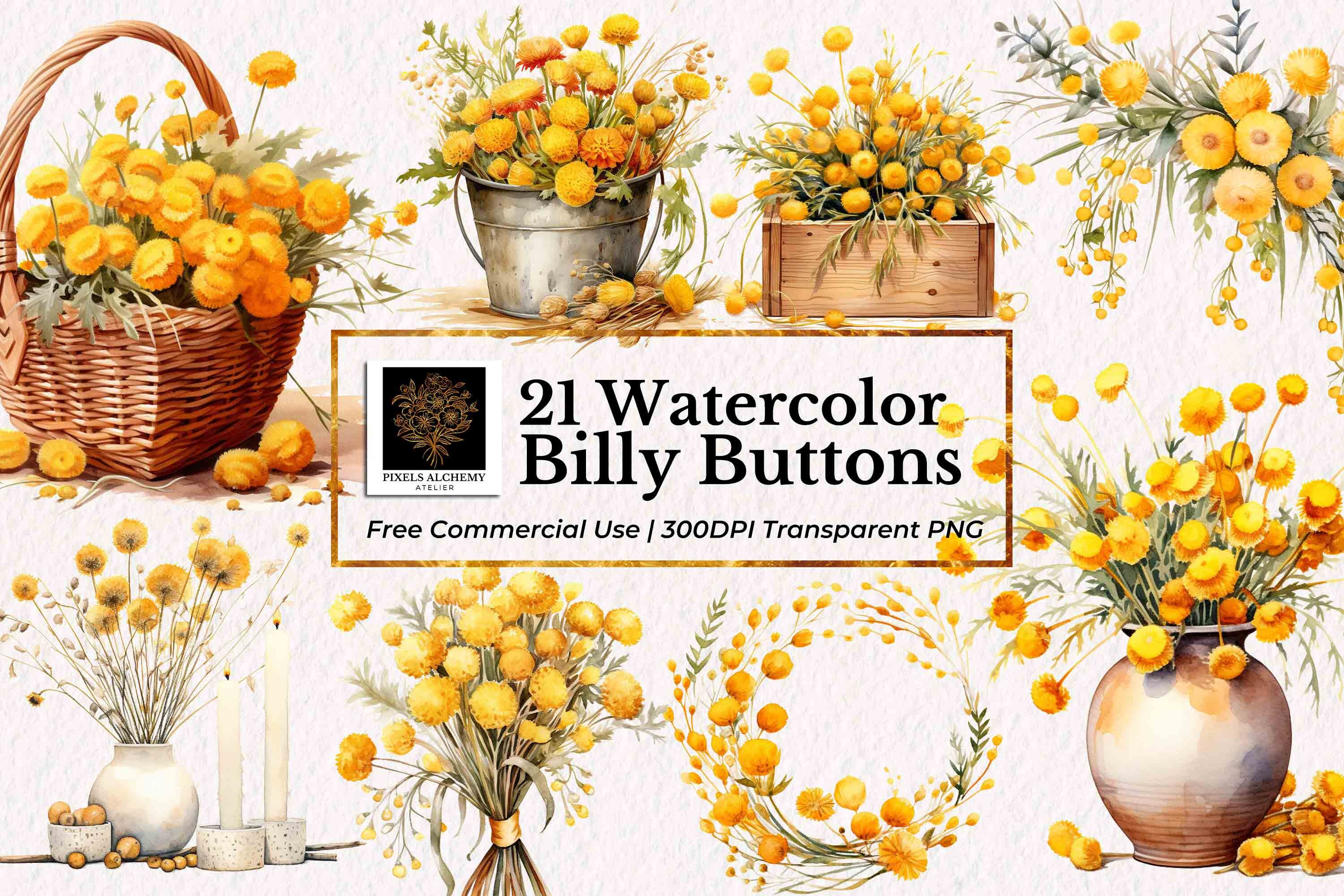 21 Billy Buttons Craspedia Watercolor Clipart, PNG, FREE Commercial Use ...